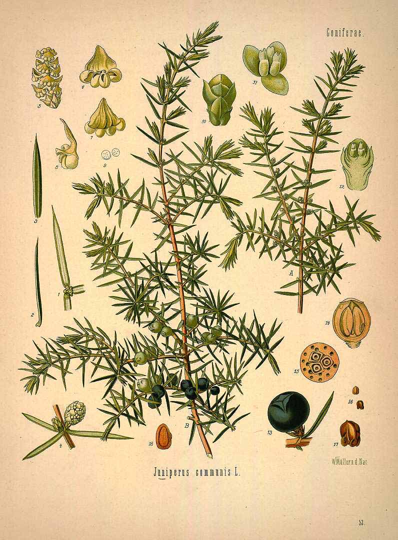 Juniper – Medicinal Uses and Infused Oil Recipe | Forage Wild Food